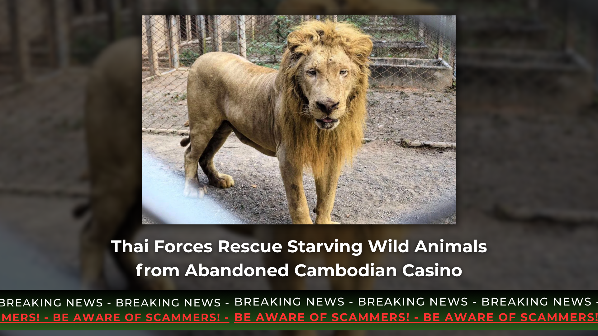 Thai Forces Rescue Starving Wild Animals from Abandoned Cambodian ...